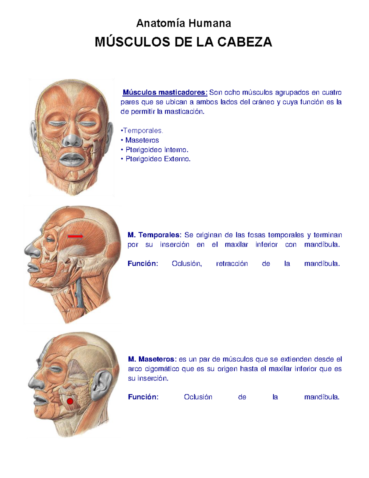 Anatomía De Los Músculos De La Cabeza