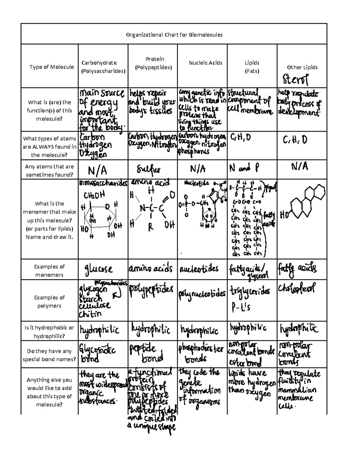 Organic Molecules worksheet - Organizational Chart for Biomolecules ...