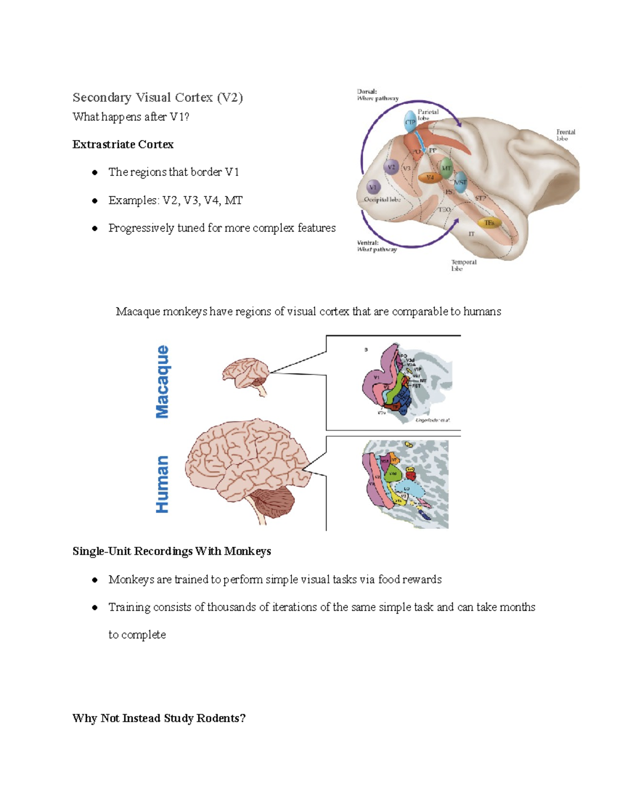 Mid-Level Vision in Secondary Visual Cortex (V2) Overview - Studocu