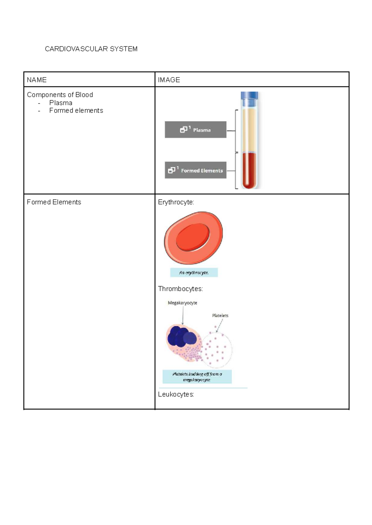 Practical 2 - respiratory system - CARDIOVASCULAR SYSTEM NAME IMAGE ...