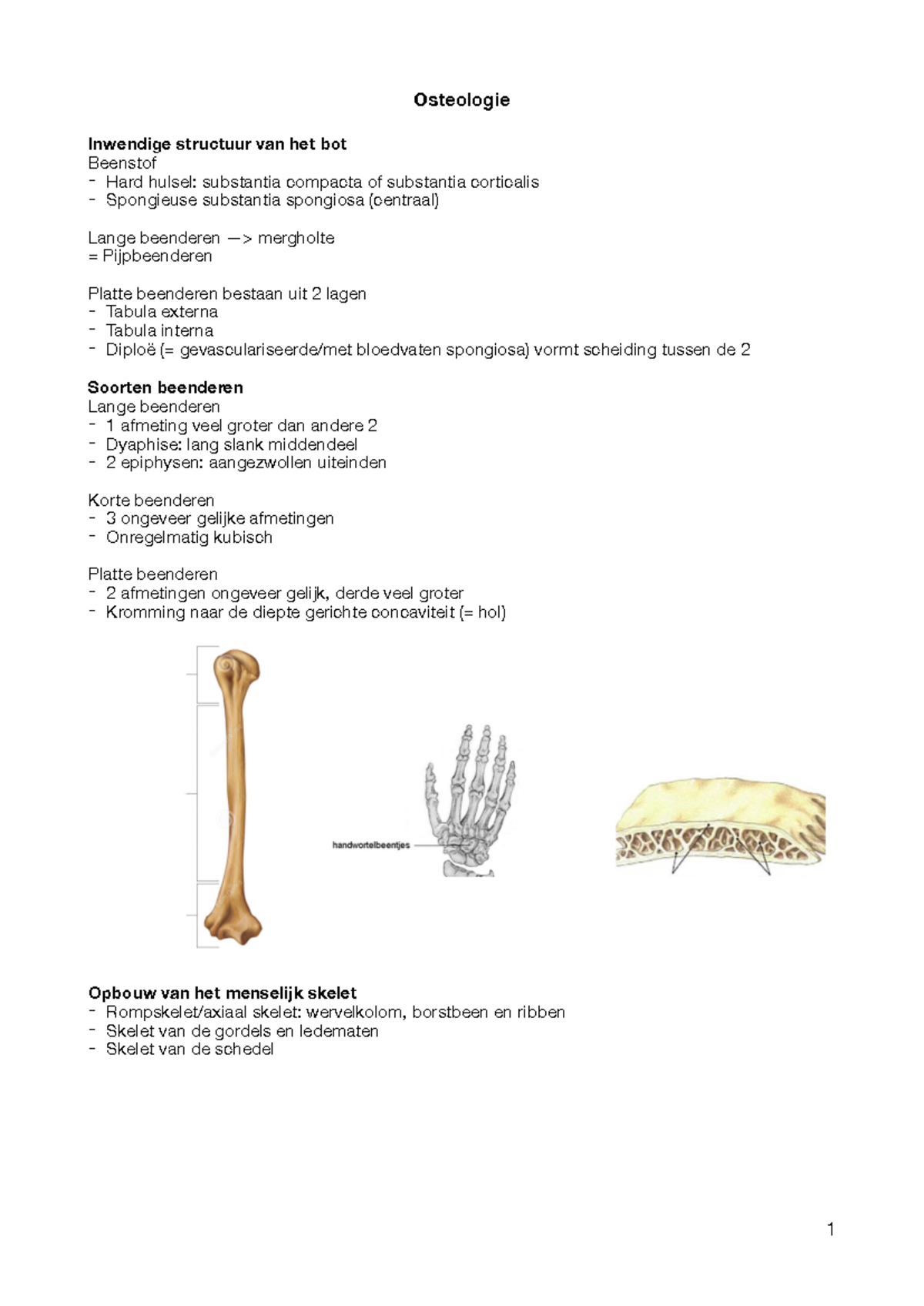 Osteologie_anatomie - Osteologie Inwendige structuur van het bot ...