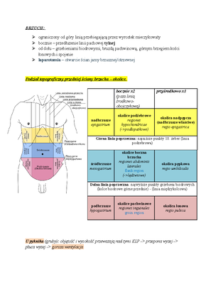 anatomia, wykład brzuch - Ściana brzucha: 1. Skóra Tkanka podskórna ...