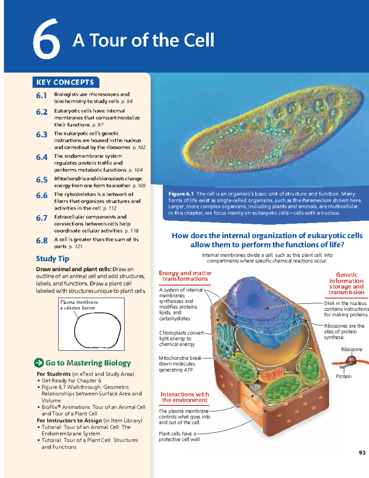 Chapter 6: A Tour of the Cell (URRY8743) - Eukaryotic Cell Overview and ...