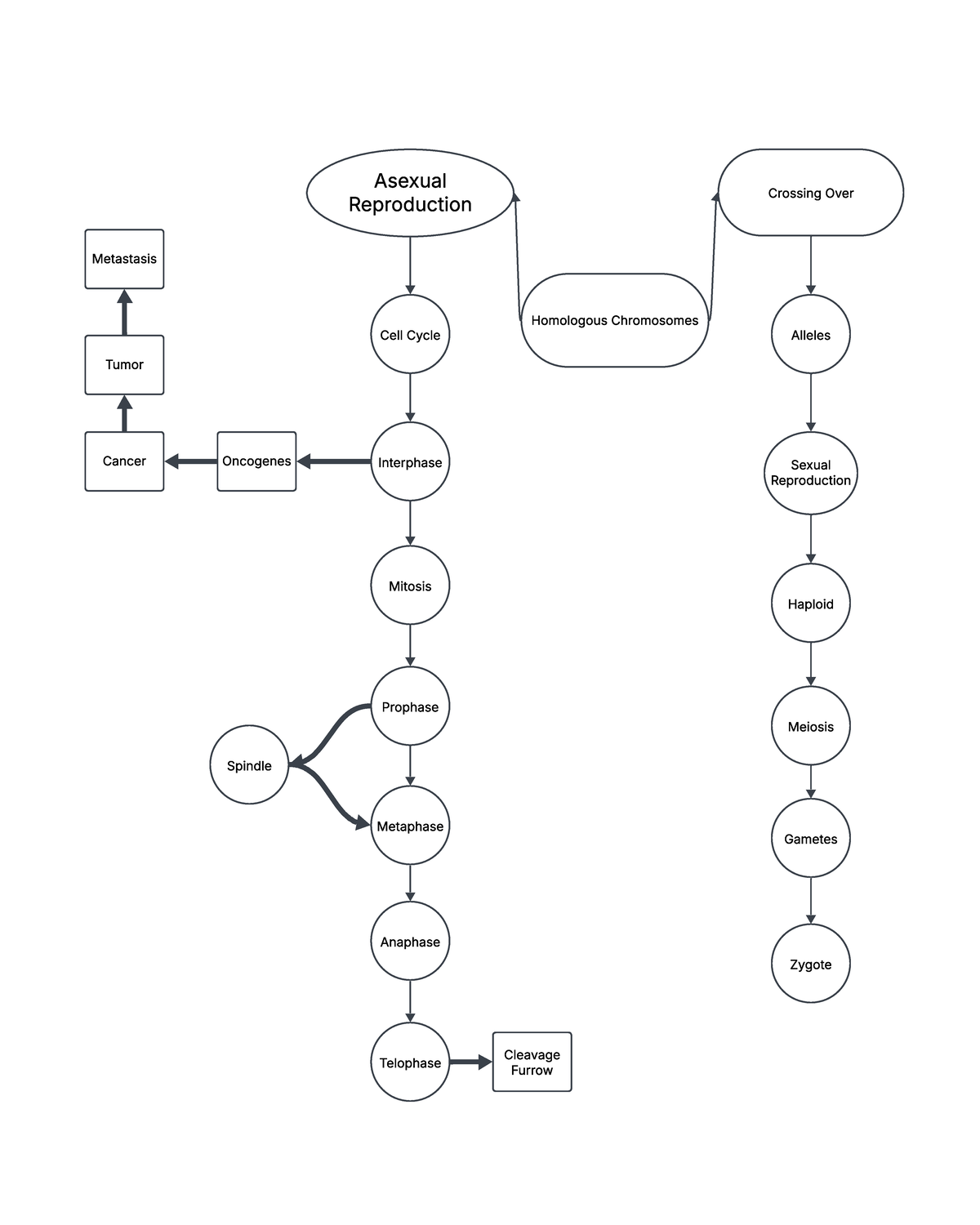 Concept map - CHM 130 - Asexual Reproduction Cell Cycle Interphase ...