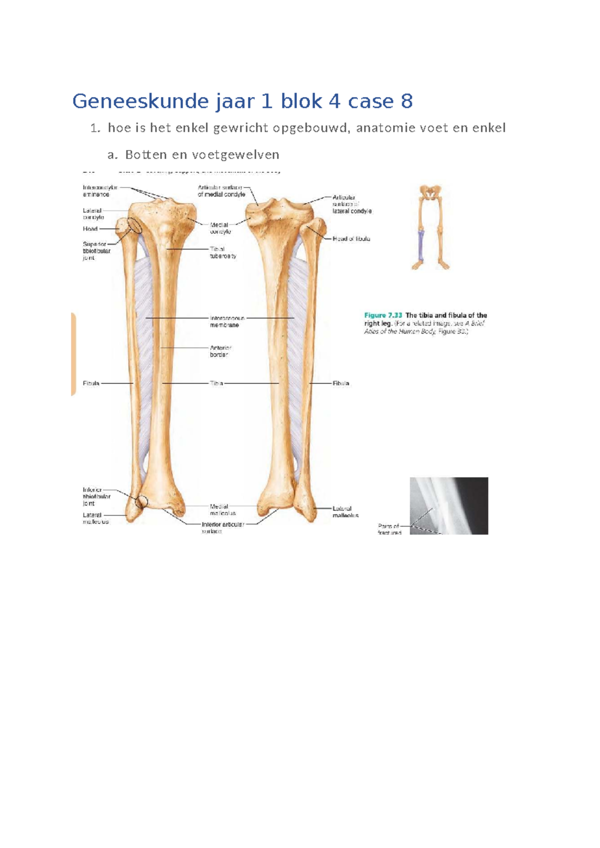 Geneeskunde jaar 1 blok 4: Anatomie en Functie van het Enkelgewricht ...