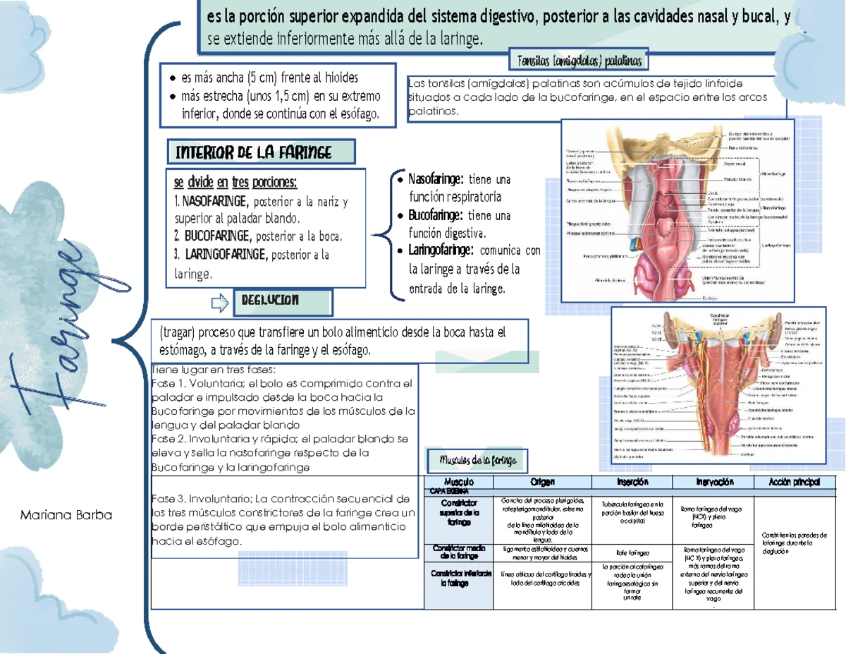 Anatomía y Fisiología de la Nariz: Estudio Completo y Detallado - Studocu