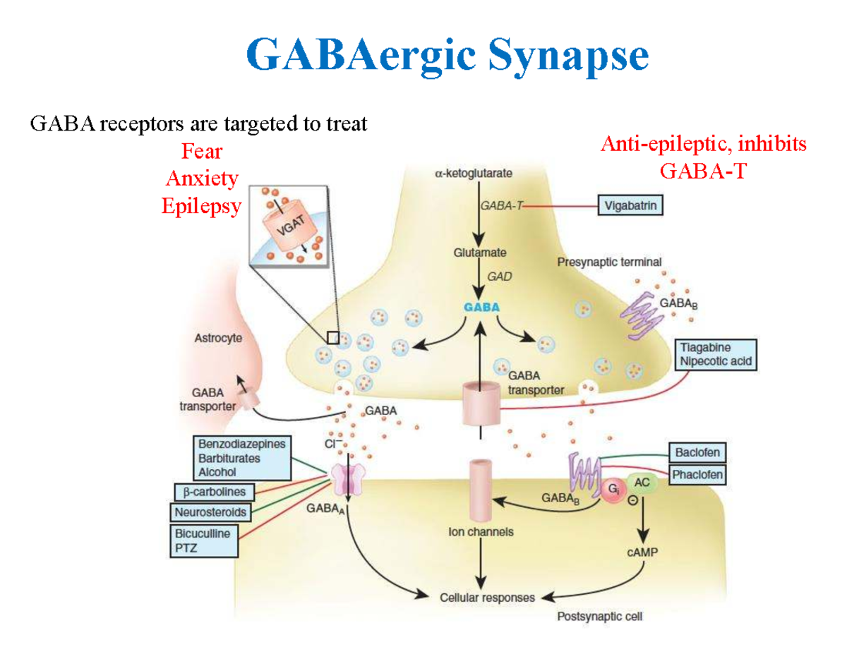 Pharmacology of GABAergic and Glutamatergic Synapses: Epilepsy Insights - GABAergic Synapse Anti ...