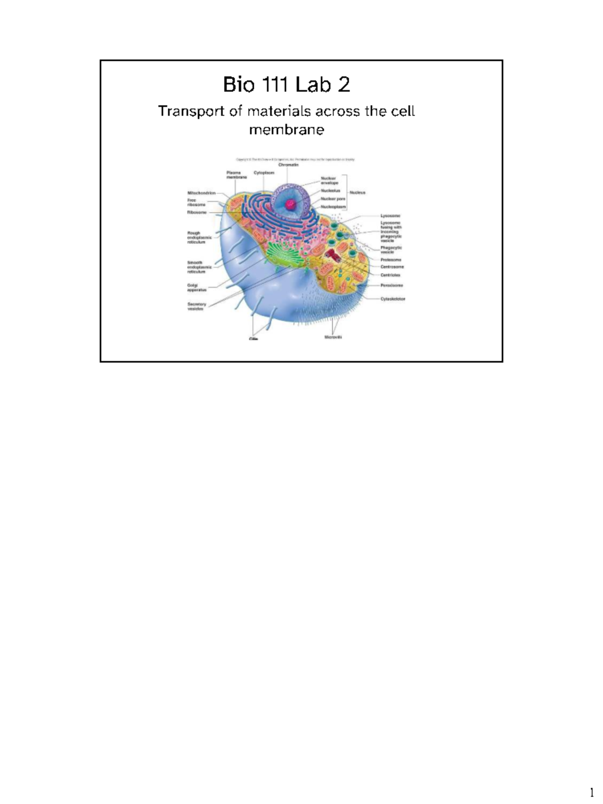 Biology 101 Lecture Notes: Cell Membrane Permeability & Osmosis - Studocu