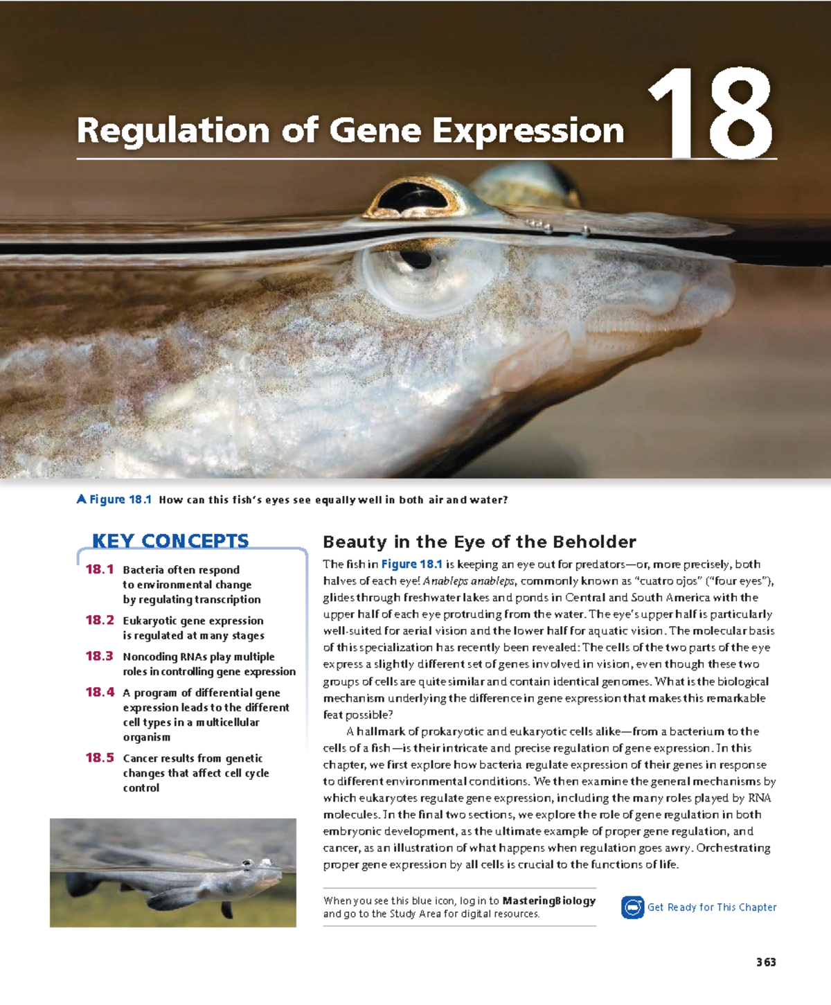 Regulation of Gene Expression in Eukaryotes - Chapter 18 Study Notes ...