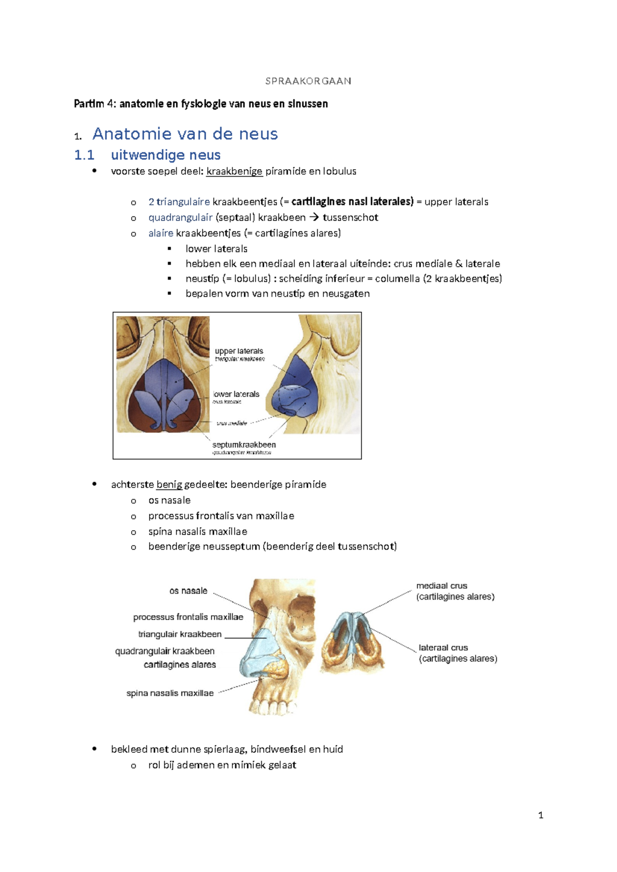 Samenvatting Anatomie en Fysiologie van Neus en Sinussen (Spraakorgaan ...