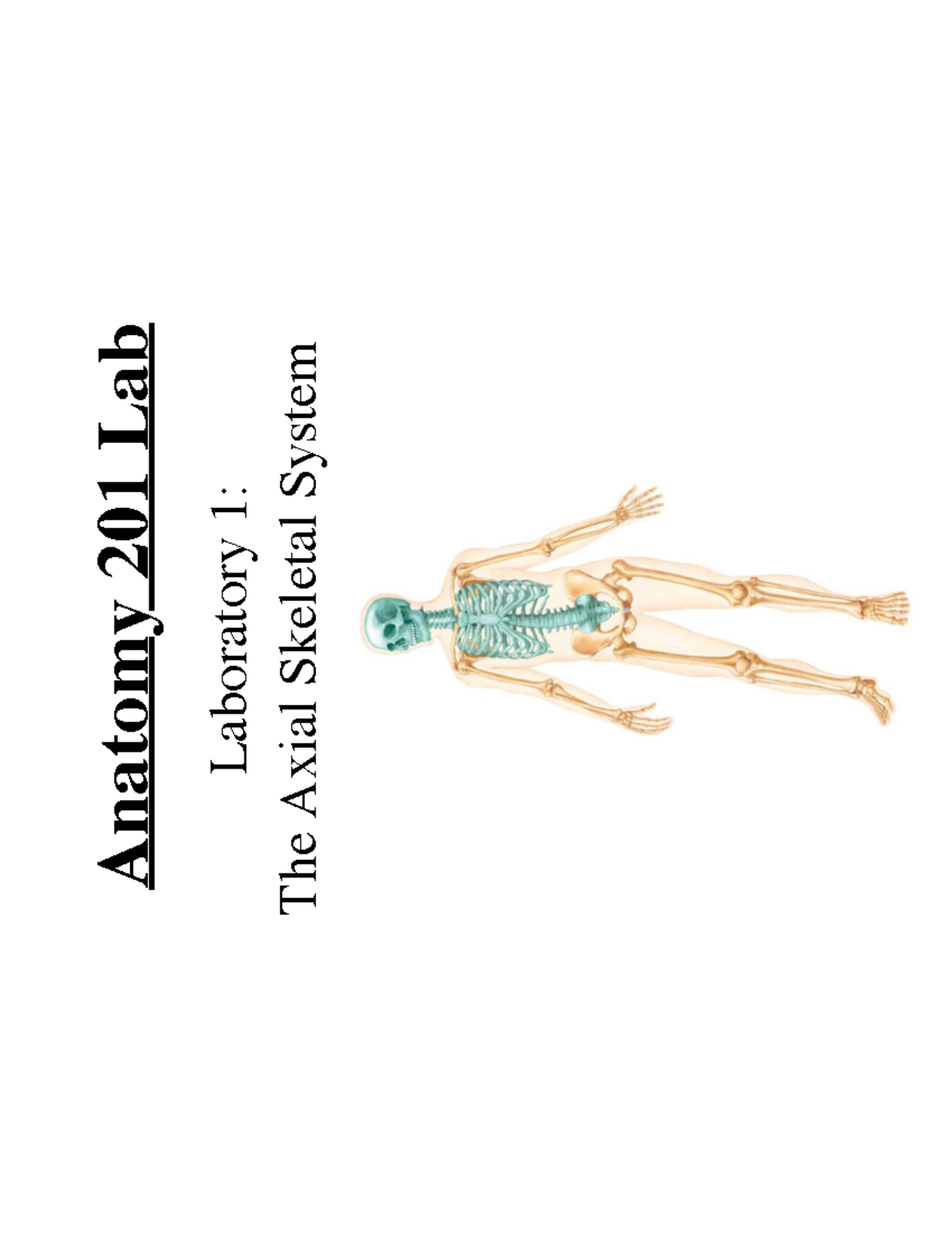 Laboratory 1 Axial Skeletal System For Anat 201 - Anatomy 201 Lab ...