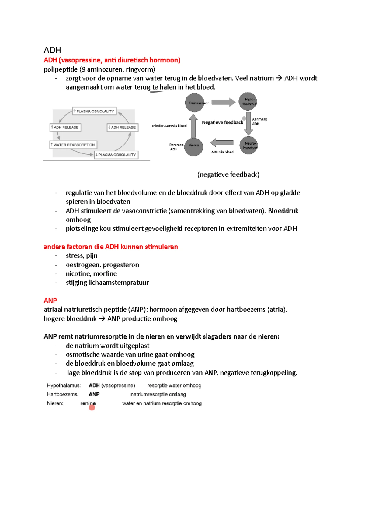 Anatomy of the cow - anatomie van een koe - descending colon transverse ...