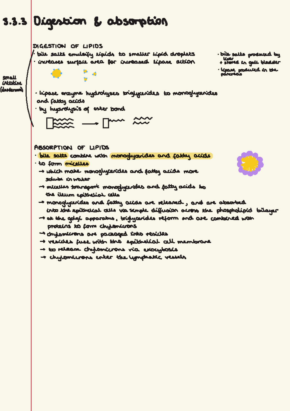 AQA A Level Biology - 3.3.3 Digestion & Absorption of Lipids - Studocu