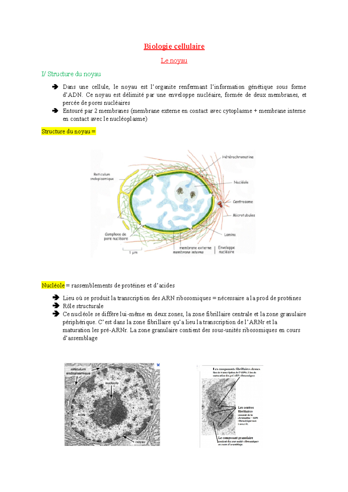 Biologie Cellulaire: Le Noyau (L1) - Struct., Fonct. et ADN - Studocu