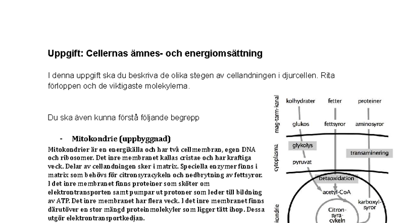 Cellandning och Energi i Djurceller: Steg och Molekyler - Studocu