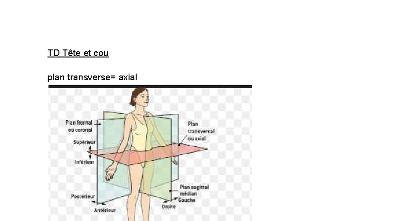 TD Tête et Cou : Anatomie et Innervation des Nerfs C4 - Studocu