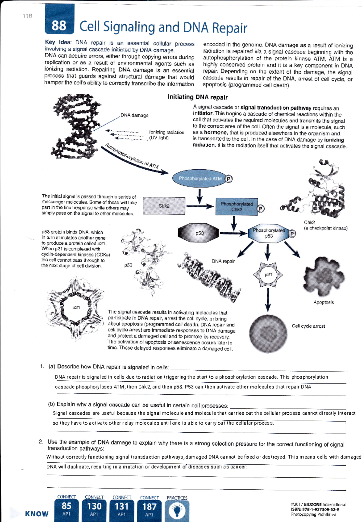 Cell signalling and DNA repair worksheet - Ece,si Key ldea: DNA repair ...