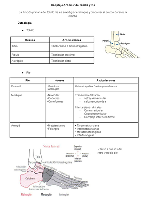 Complejo articular del codo - Art. Húmeroradial - Capítulo y cabeza del ...