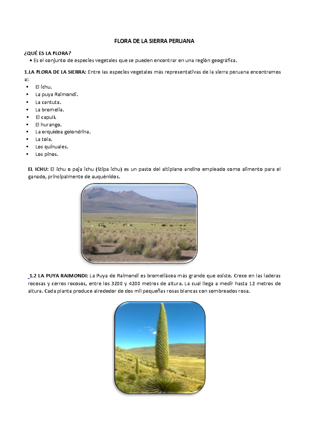 Flora de la Sierra Peruana: Especies Vegetales Destacadas - Studocu
