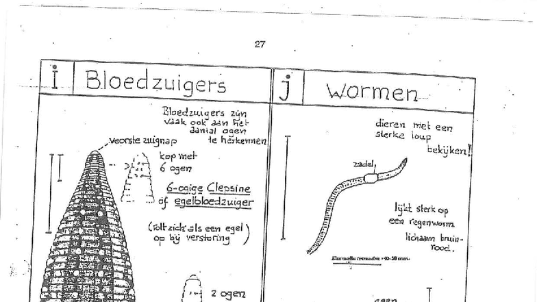 Determinatie Tabel 4 - Biologie: Bloedzuigers en Waterinsecten ...