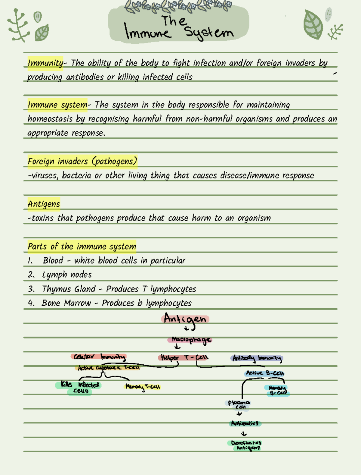 Immune system notes - The Immune System Antigen Macrophage t III te ...