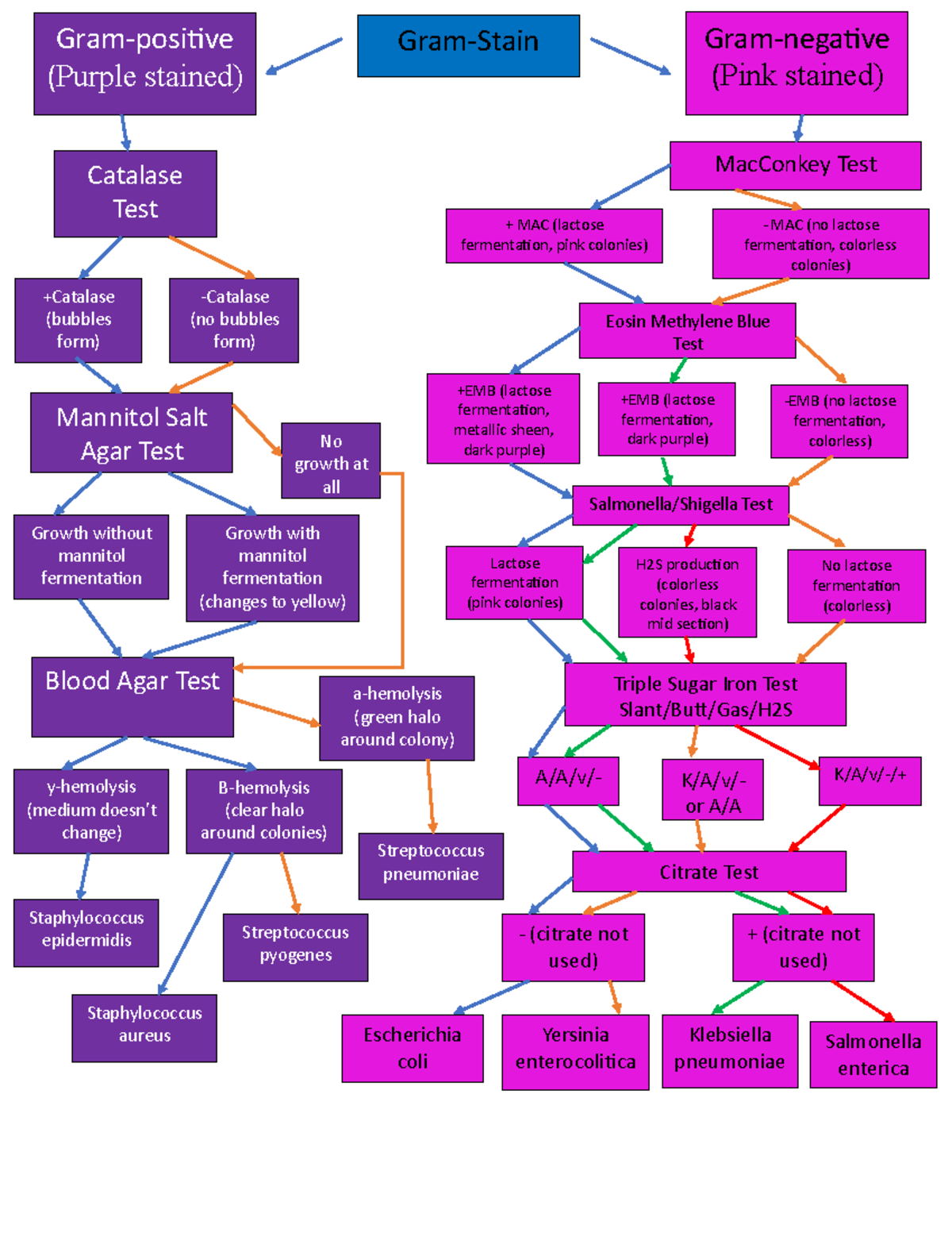 Flow Chart Microbio at University South Florida - Gram-negative (Pink ...