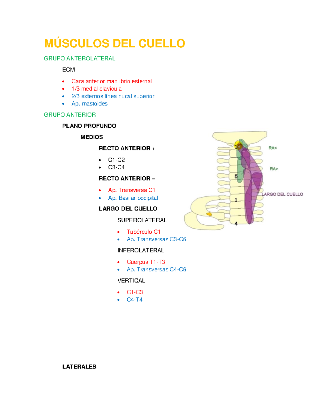 Músculos DEL Cuello - MÚSCULOS DEL CUELLO GRUPO ANTEROLATERAL ECM Cara ...
