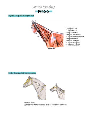 Inervação da face - resumos de aulas - FACE REGIÕES frontal orbital ...