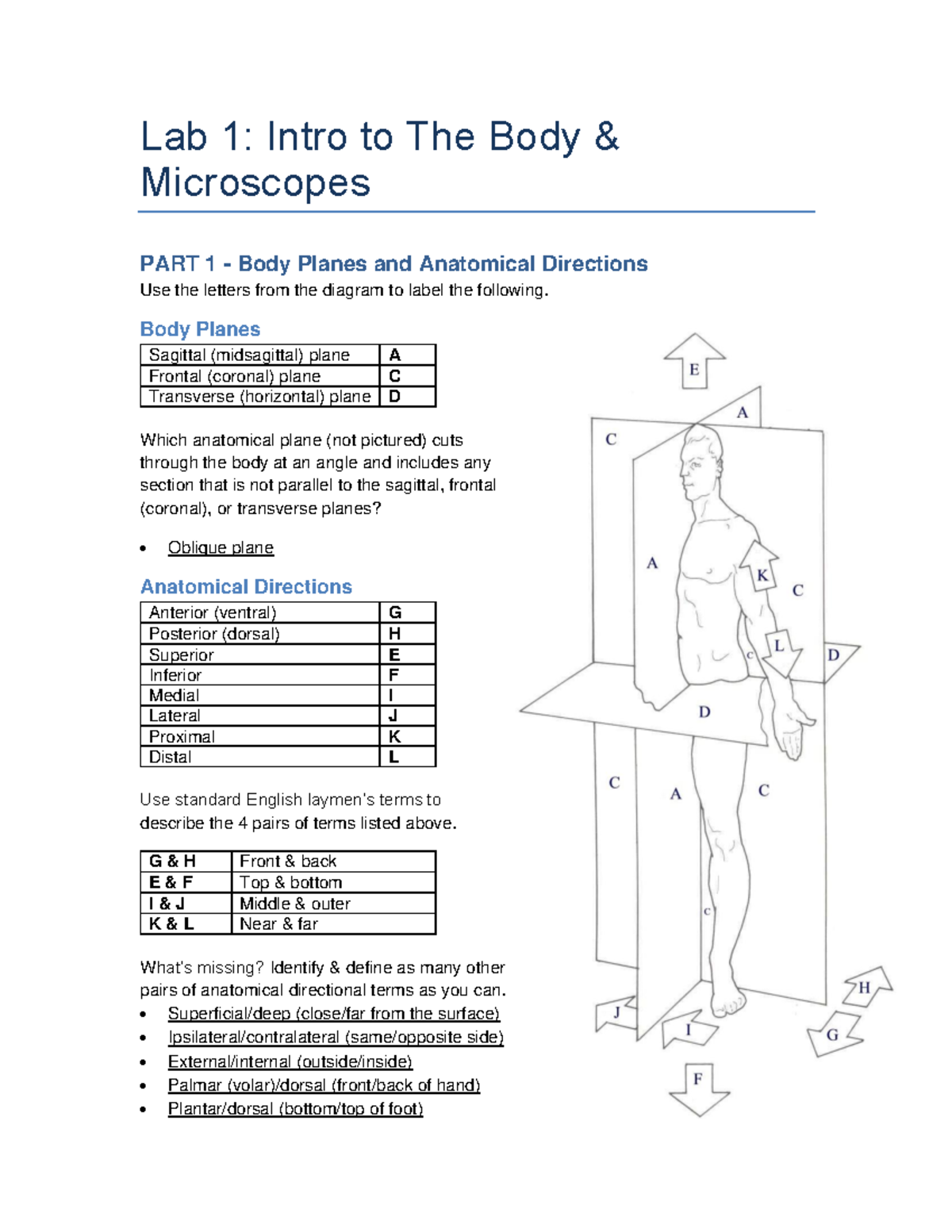 A&P Lab 1: Body Planes, Anatomical Directions & Microscopes - Studocu