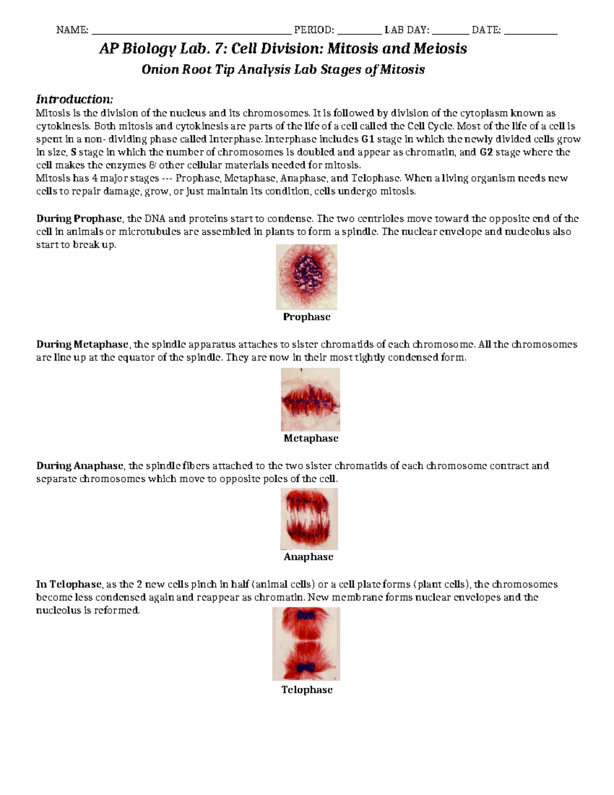 AP Biology Lab 7: Onion Root Mitosis Analysis and Caffeine Effects ...