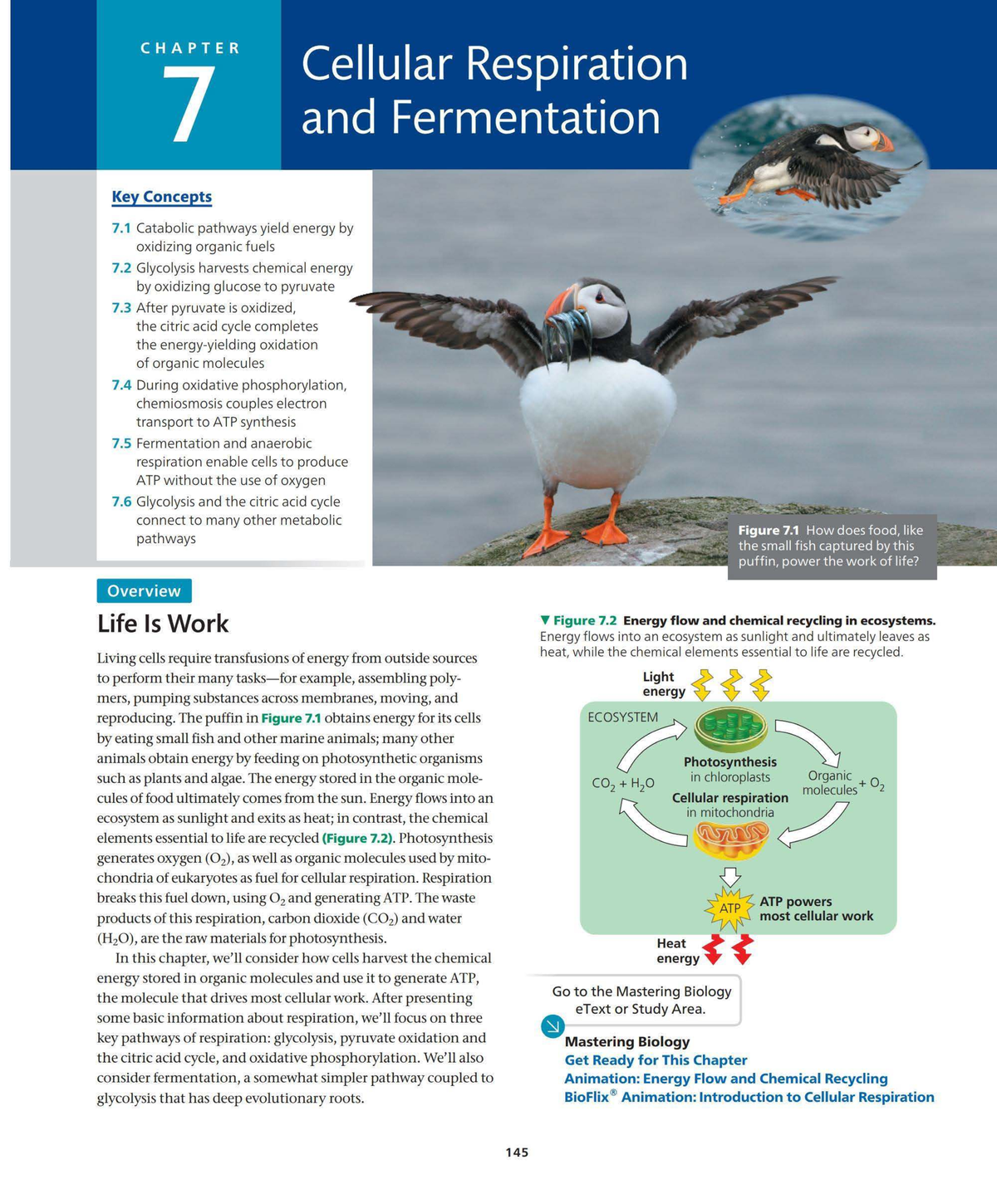 AP Biology Chapter 7: Cellular respiration and fermentation concepts ...