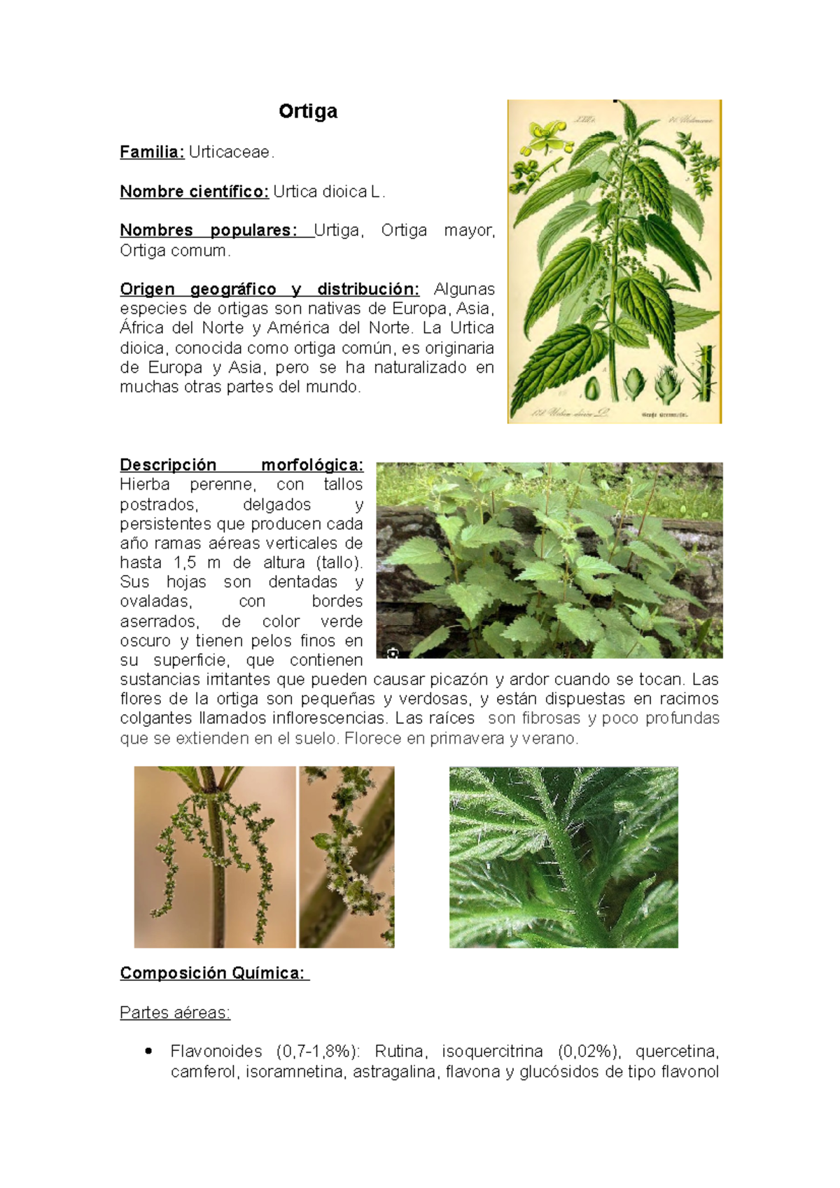 Ficha Técnica de la Ortiga (Urtica dioica L.) - Plantea 101 - Studocu