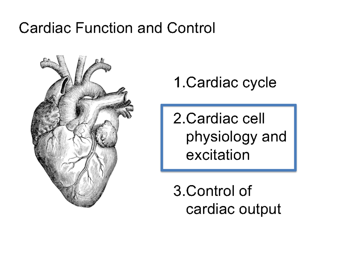 Bio3U03-04 Cardiac Physiology: Excitation & Action Potentials Notes ...