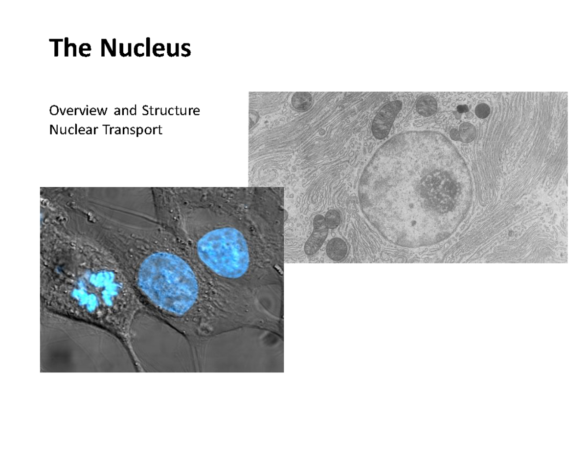 MCB2050 W21 Part 1 - Nucleus - The Nucleus Overview and Structure ...