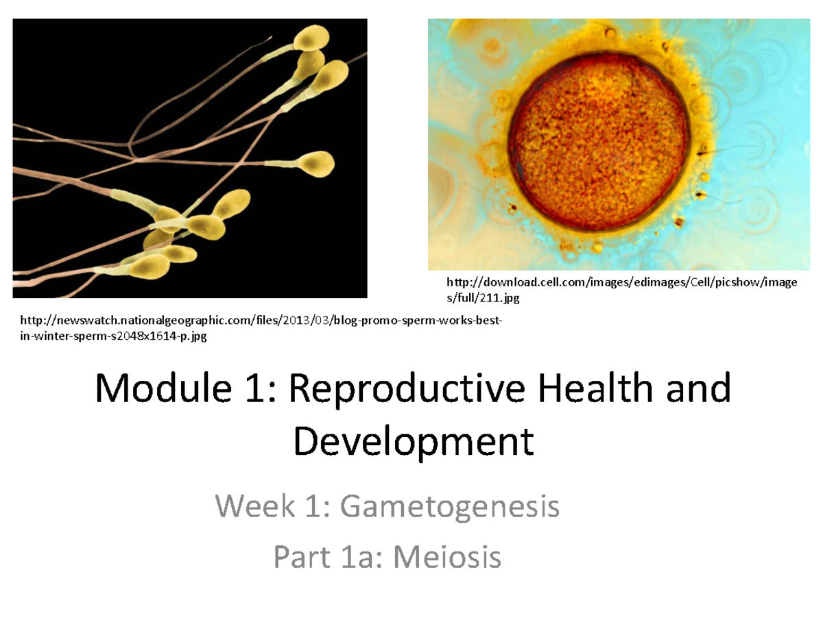 Module 1: Reproductive Health - Week 1 Lecture on Gametogenesis - Studocu