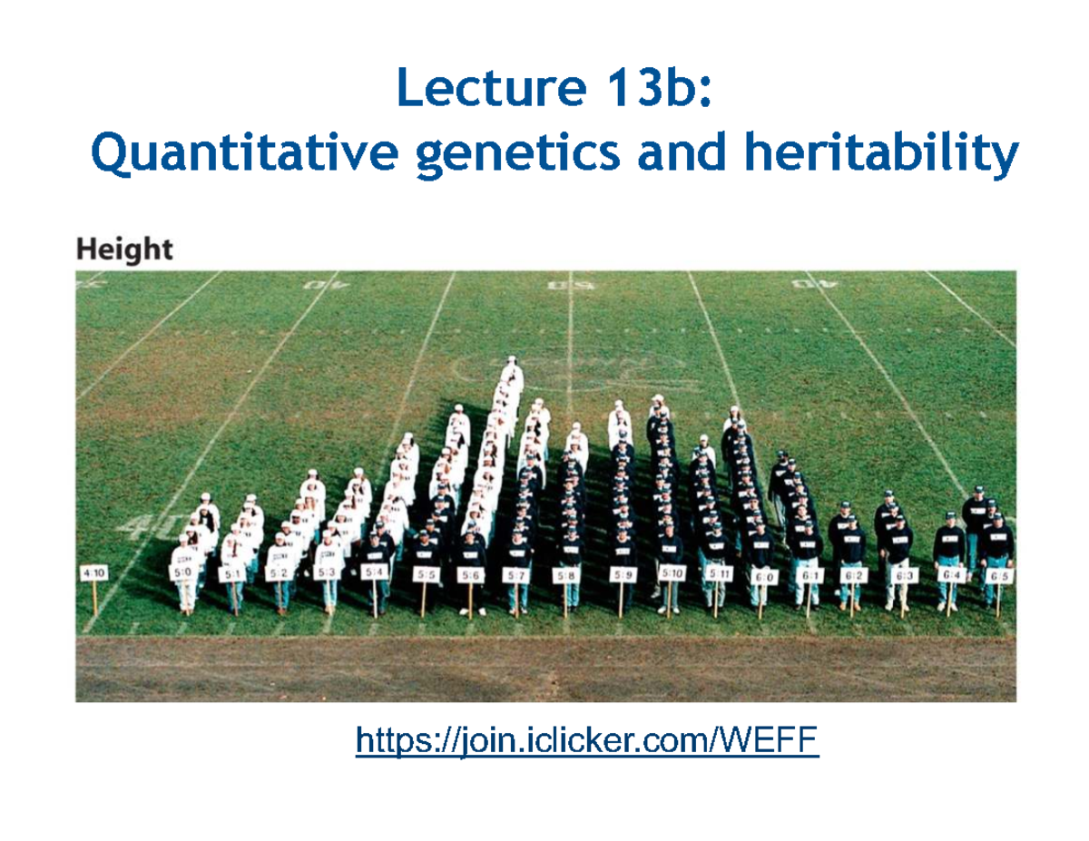 Lecture 13b: Quantitative Genetics & Heritability Insights (1001A) - Studocu