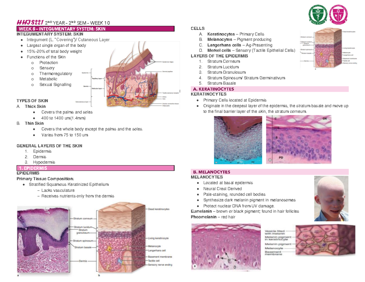 HHIS221 2ND YEAR 2ND SEM WEEK 10 INTEGUMENTARY SYSTEM NOTES - Studocu