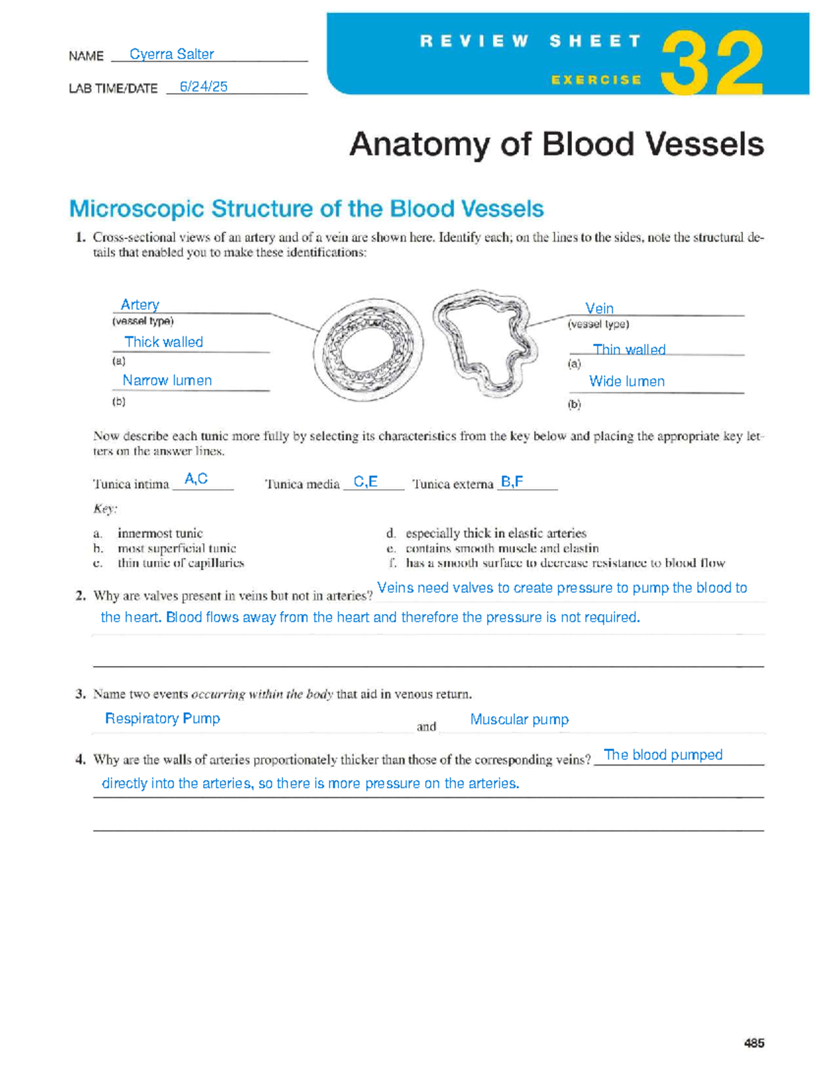 Lab Exercise 20: Blood Vessels Overview and Functions - Studocu