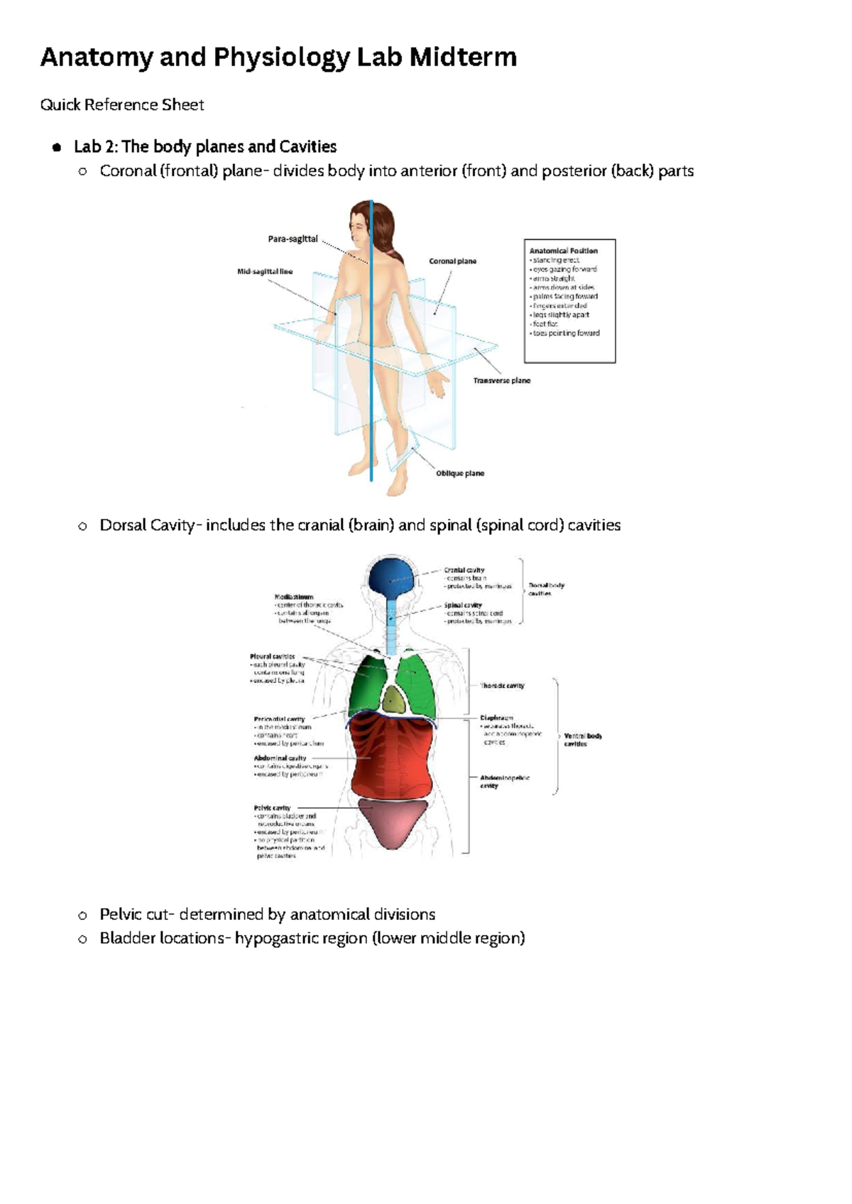 Anatomy and Physiology Lab Midterm Study Guide (AP 101) - Studocu