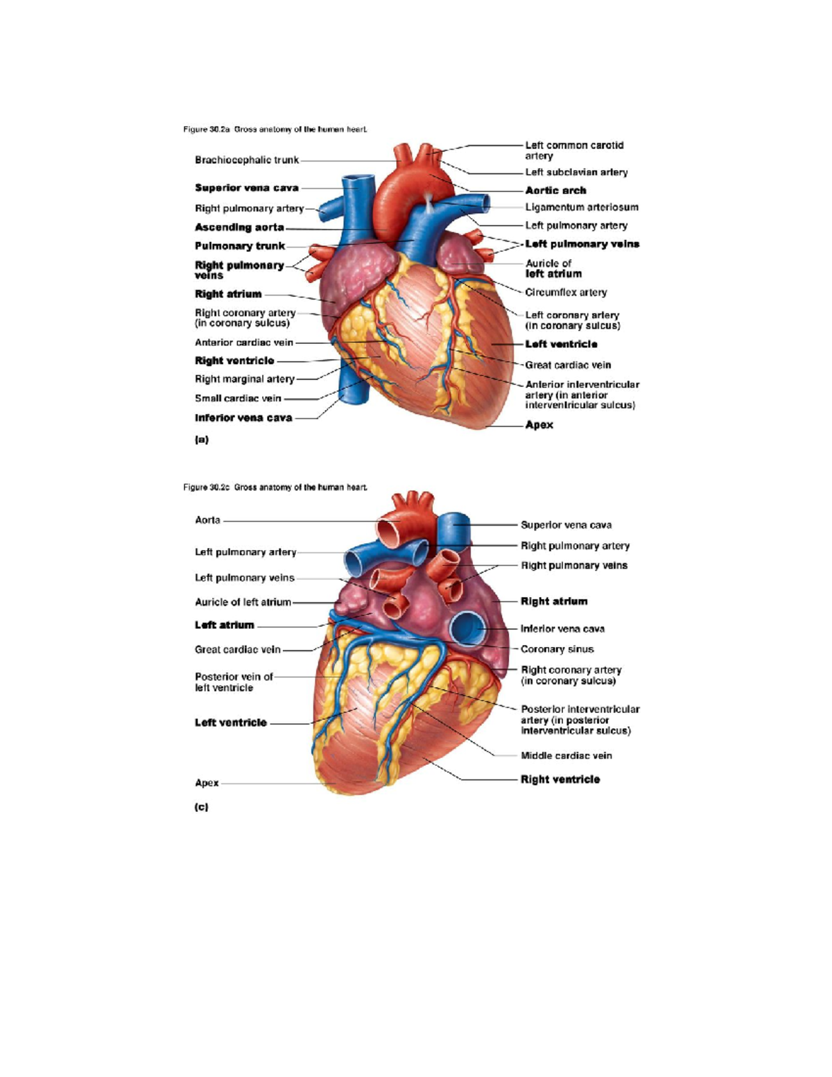 Heart modules used for lab practical - Figure 30 Gross anatomy of the ...