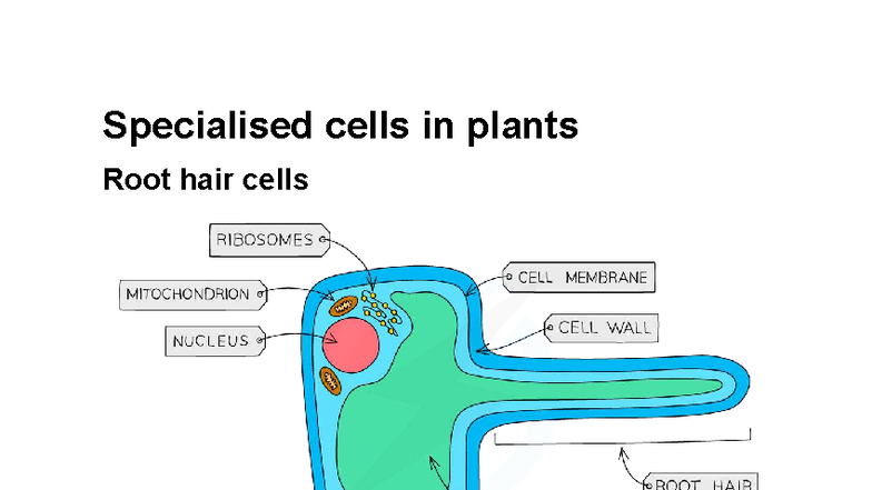 Specialised Plant Cells: Root Hairs & Xylem Functions - Studocu