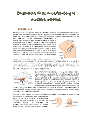 Capas Germinales: Ectodermo, Mesodermo y Endodermo en Desarrollo ...