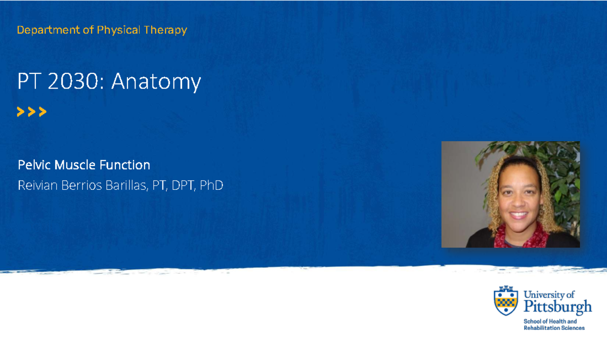 Pelvic Muscle Function and Anatomy - PT 2030 Lecture Notes - Studocu