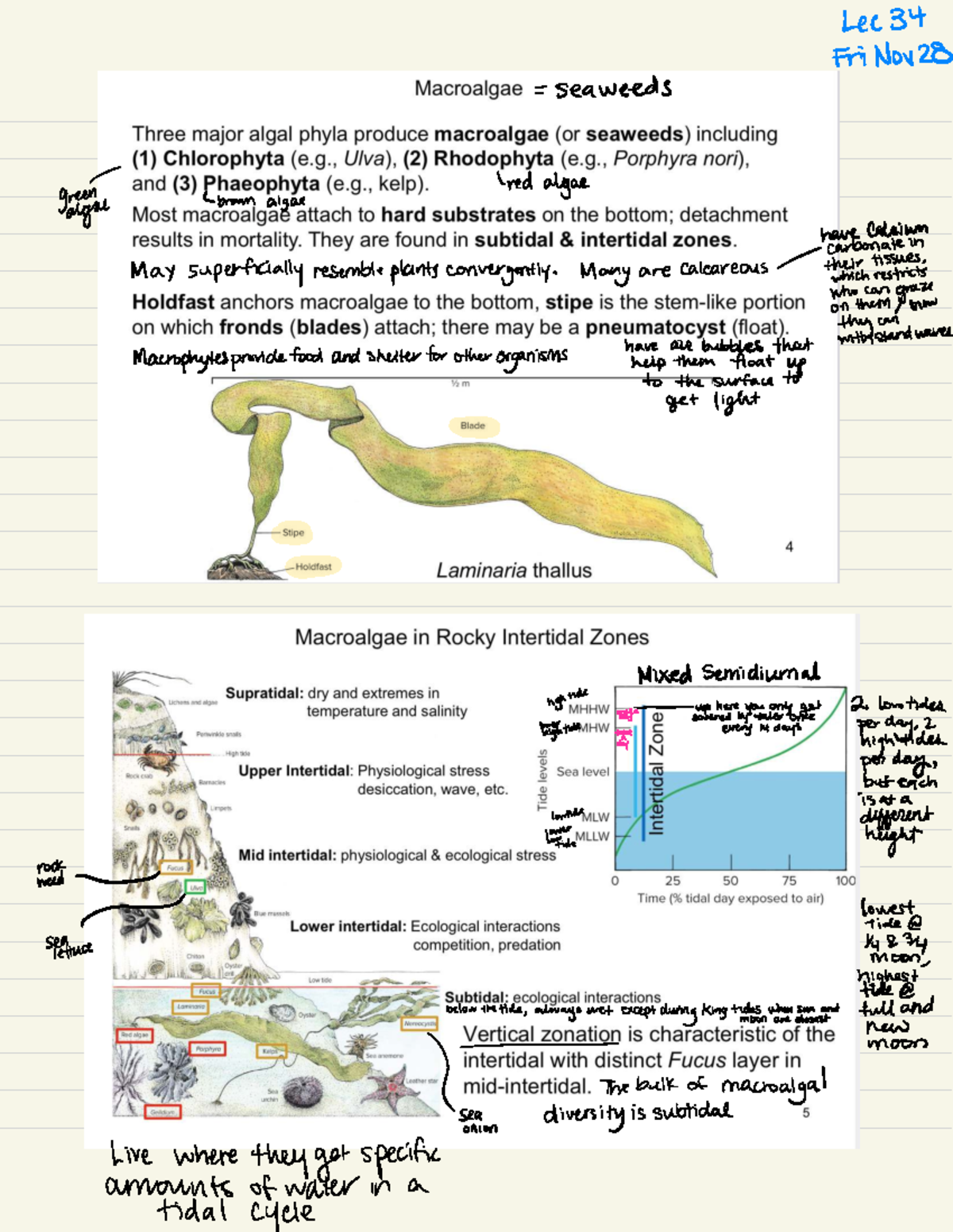 Lec 34: Macroalgae and Marine Plants - Key Characteristics and ...
