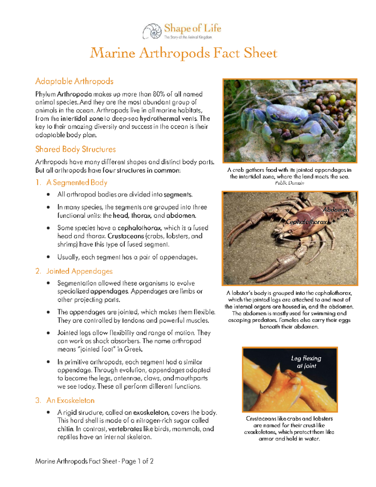 Design and Body Plan of Marine Arthropods: Adaptations and Molting ...