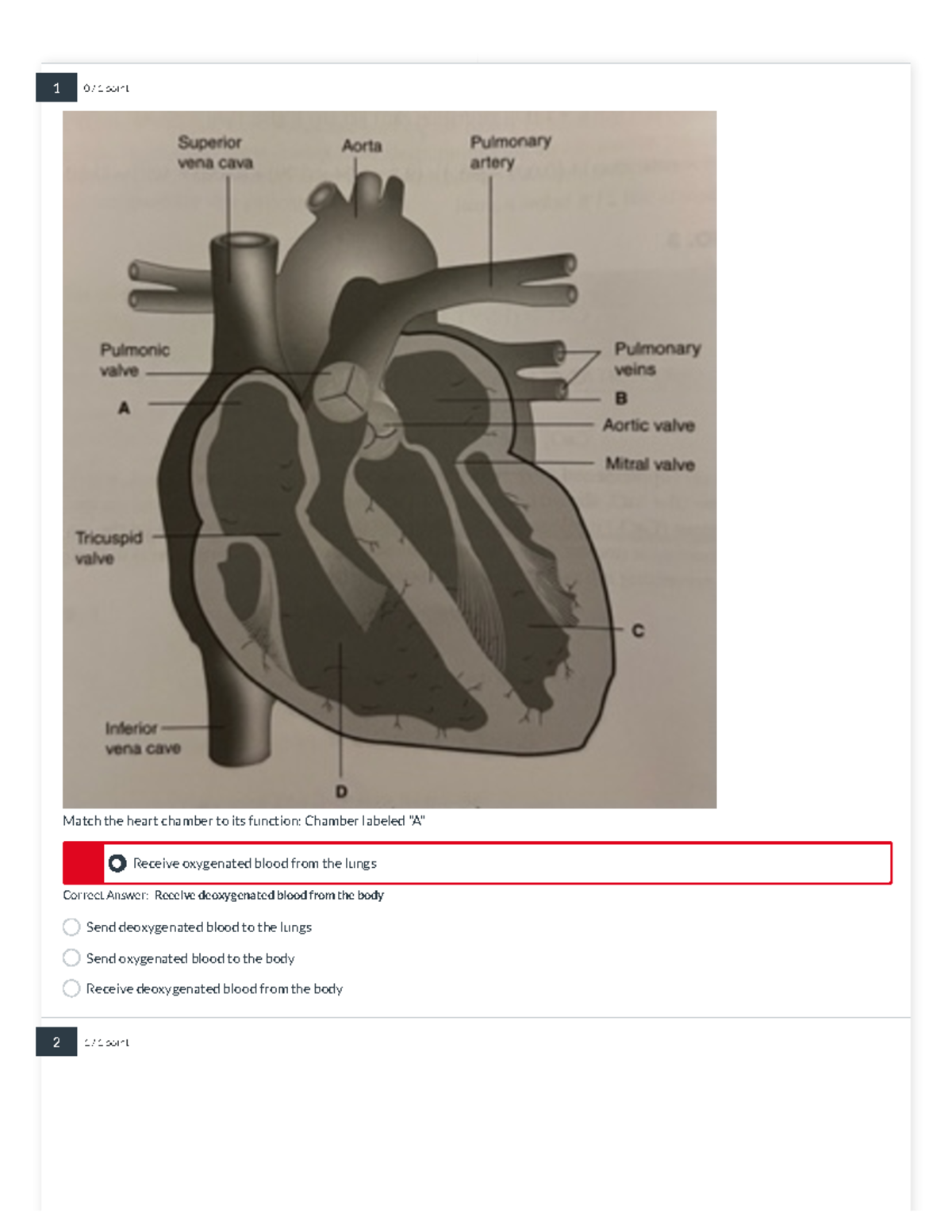 Cardiac System Quiz: Functions and Electrical Pathways - Studocu