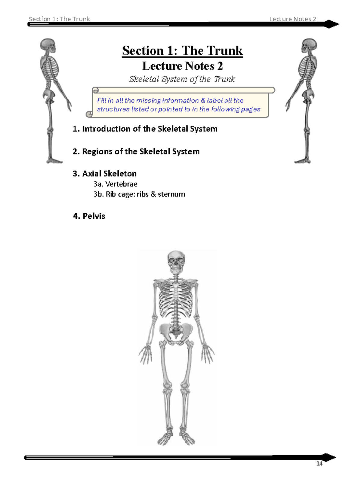 2-Lecture 2 - Lecture note 2 - 1. Introduction of the Skeletal System 2 ...