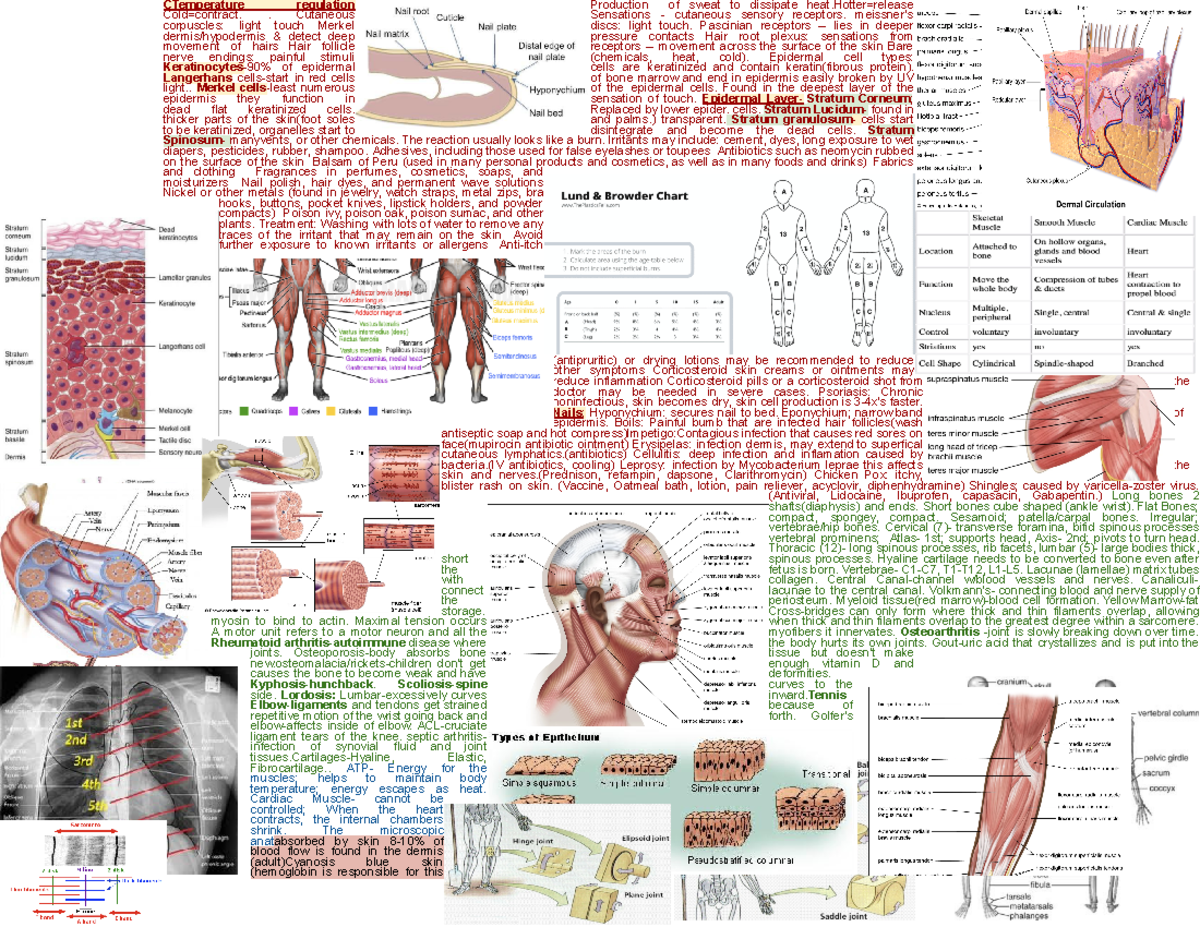 Anatomy & Physiology Final Exam Cheat Sheets: Integumentary, Skeletal ...