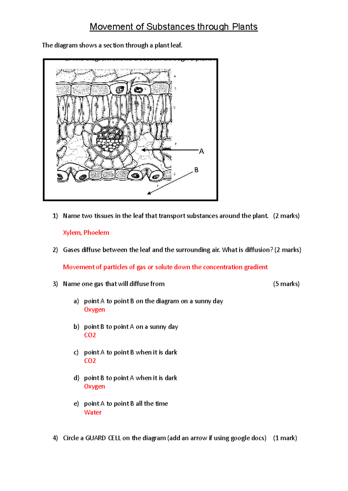 Movement of Substances through Plants WS: Transport and Diffusion Notes ...