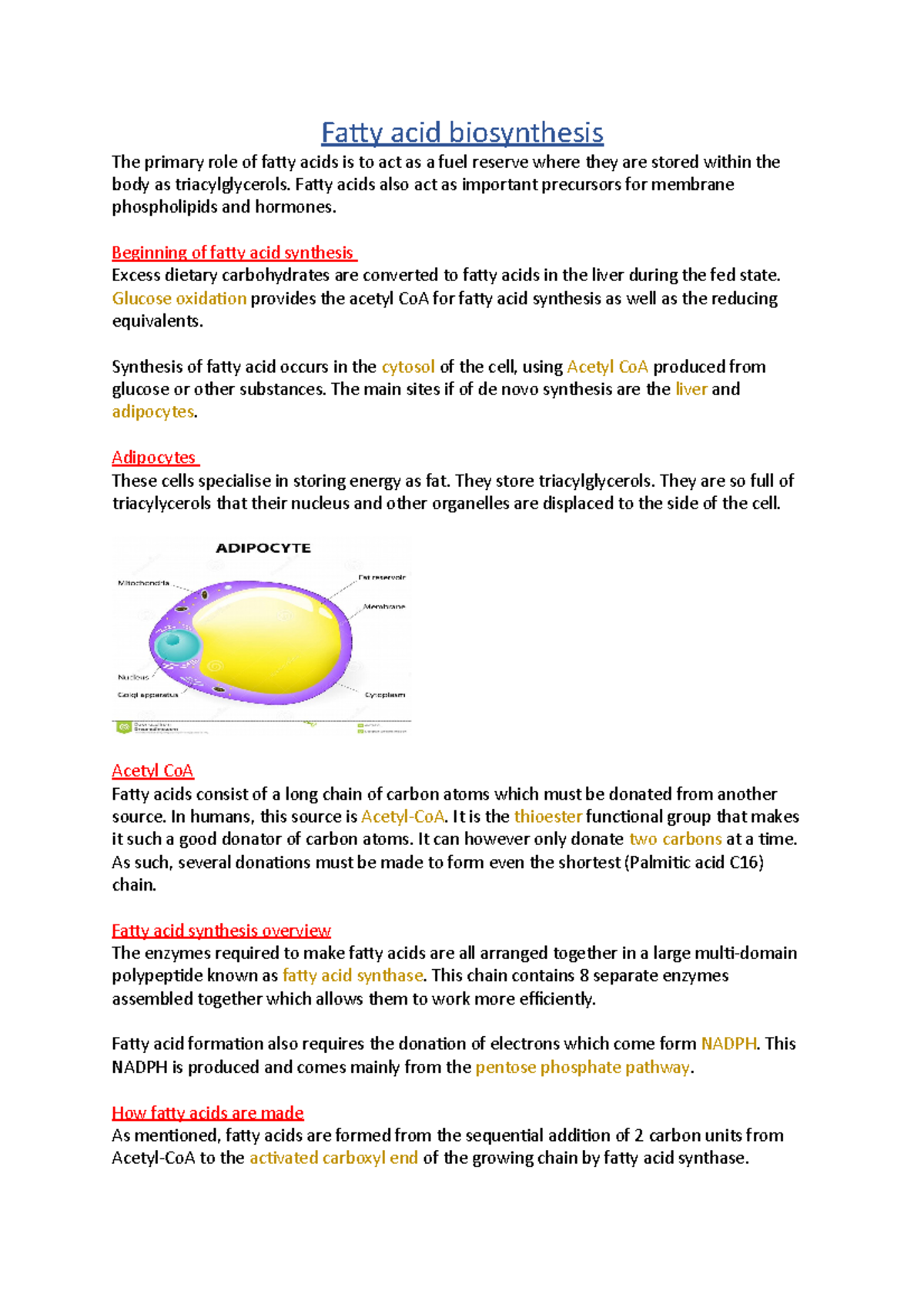 13 Fatty acid biosynthesis - Fatty acid biosynthesis The primary role ...